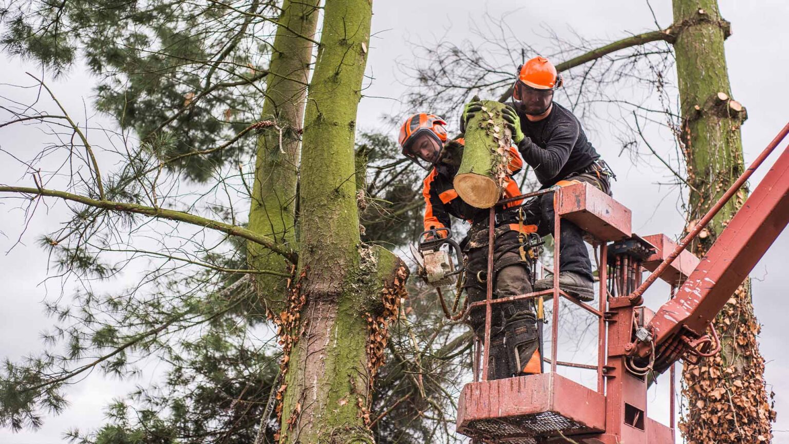 TLR Tree Service